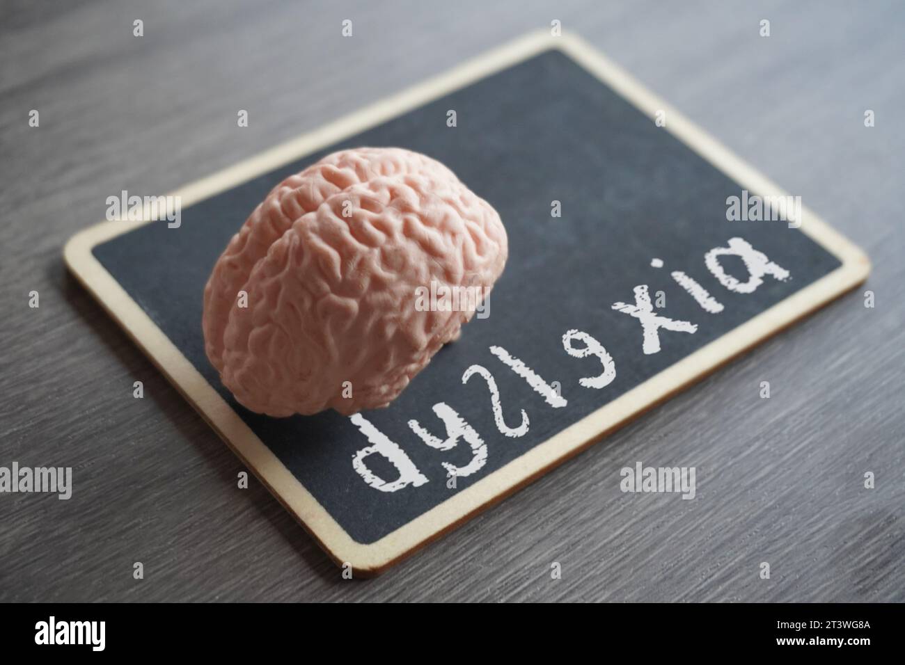 Medical and healthcare concept. Closeup image of human brain model and ...