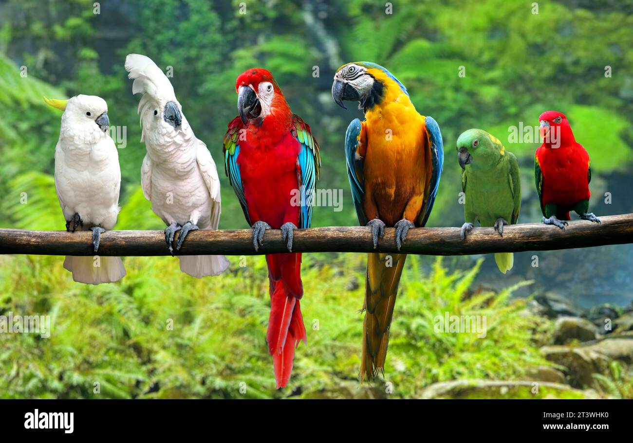 Budgie species hi-res stock photography and images - Alamy