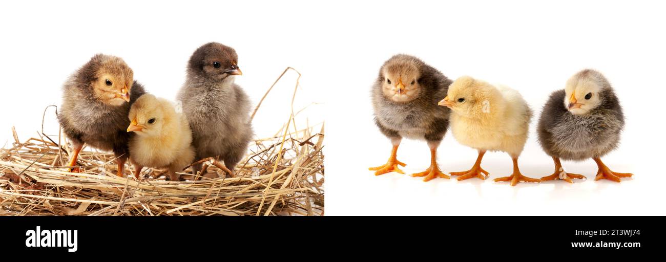 three baby chicken in the straw nest on white background Stock Photo ...