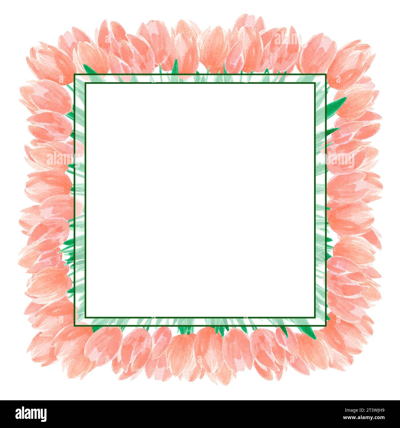 Hand drawn watercolor cream tulips bouquet frame on white background ...
