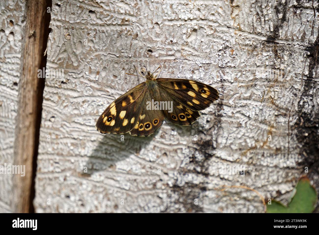 Filigree butterfly hi-res stock photography and images - Alamy