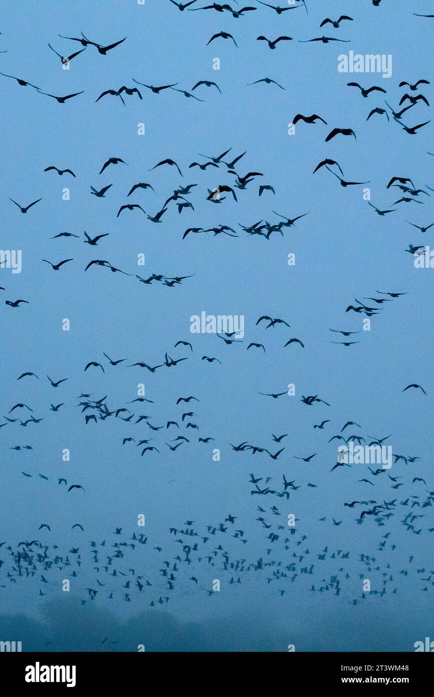Mannhausen, Germany. 27th Oct, 2023. Countless geese fly in the sky ...
