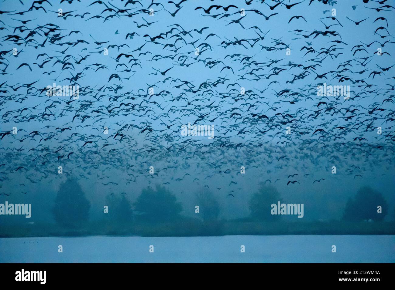 Mannhausen, Germany. 27th Oct, 2023. Countless geese fly in the sky ...