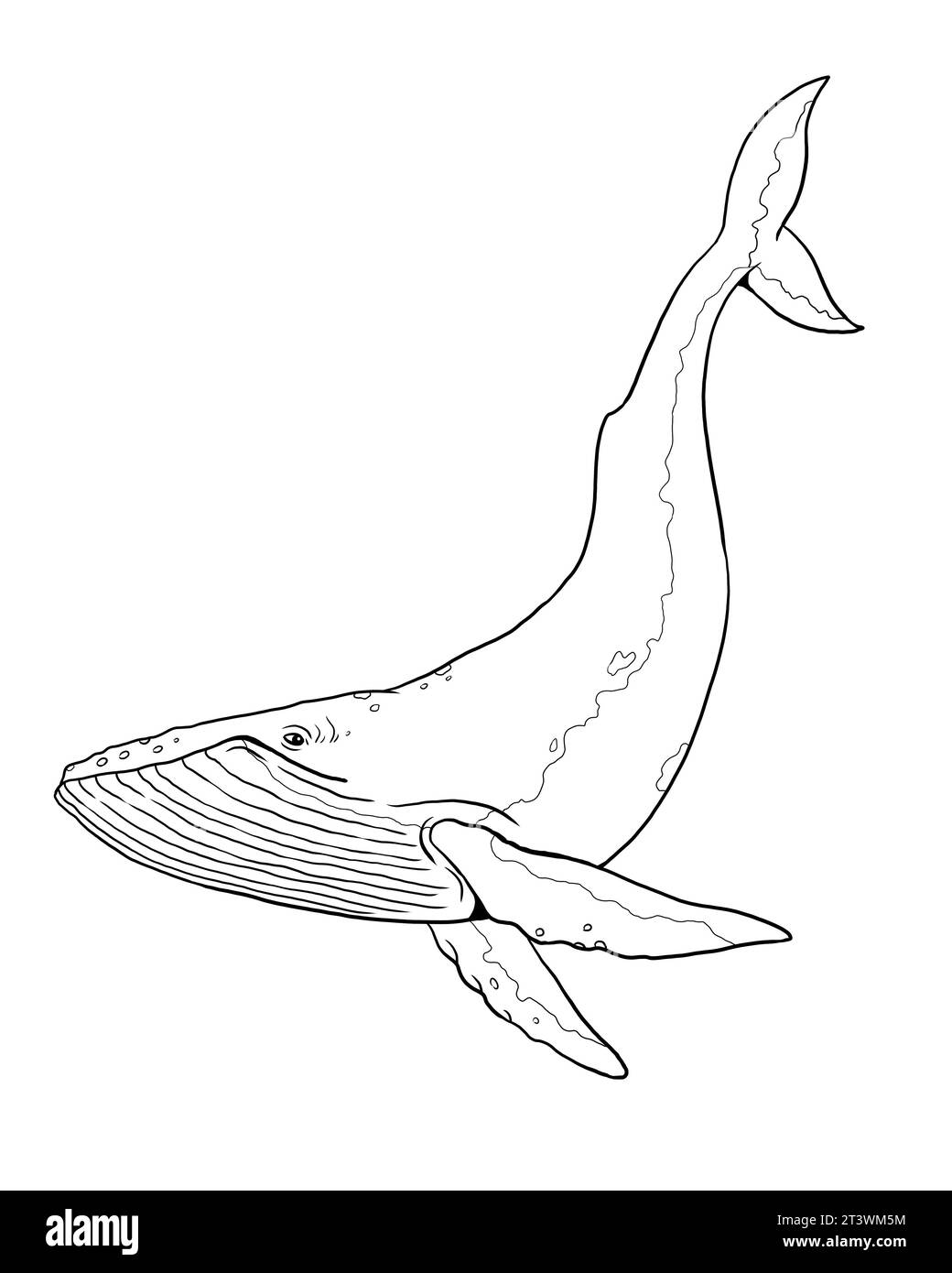 Blue whale to color in. Template for a coloring book with sea animals ...