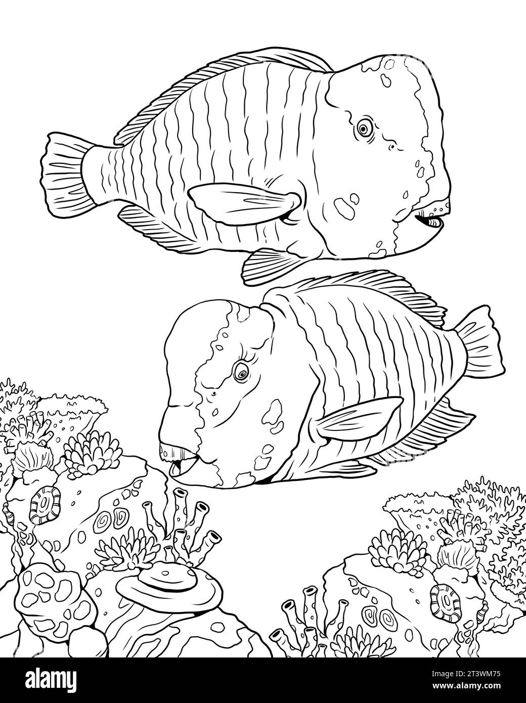 Humphead parrotfish to color in. Template for a coloring book with sea ...