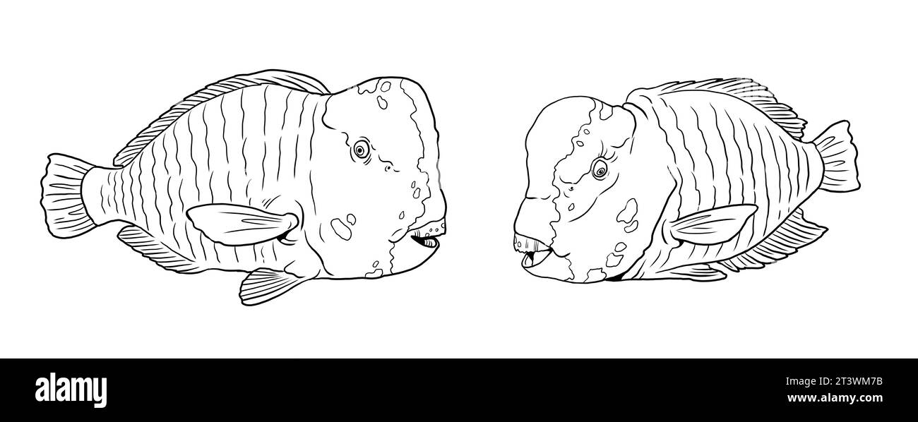 Humphead parrotfish to color in. Template for a coloring book with sea ...