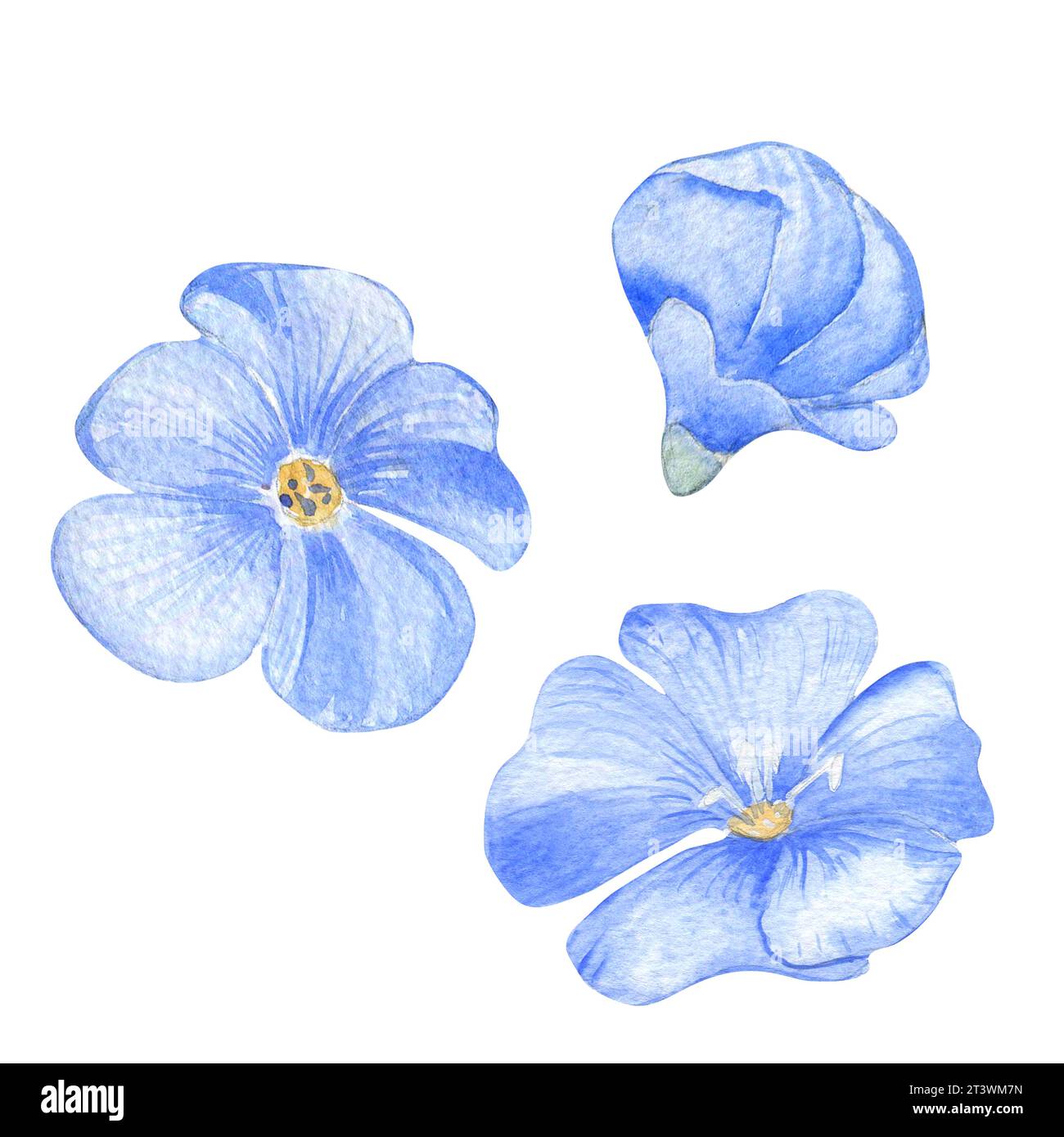 Blue Flax flowers set watercolor illustration isolated on white ...