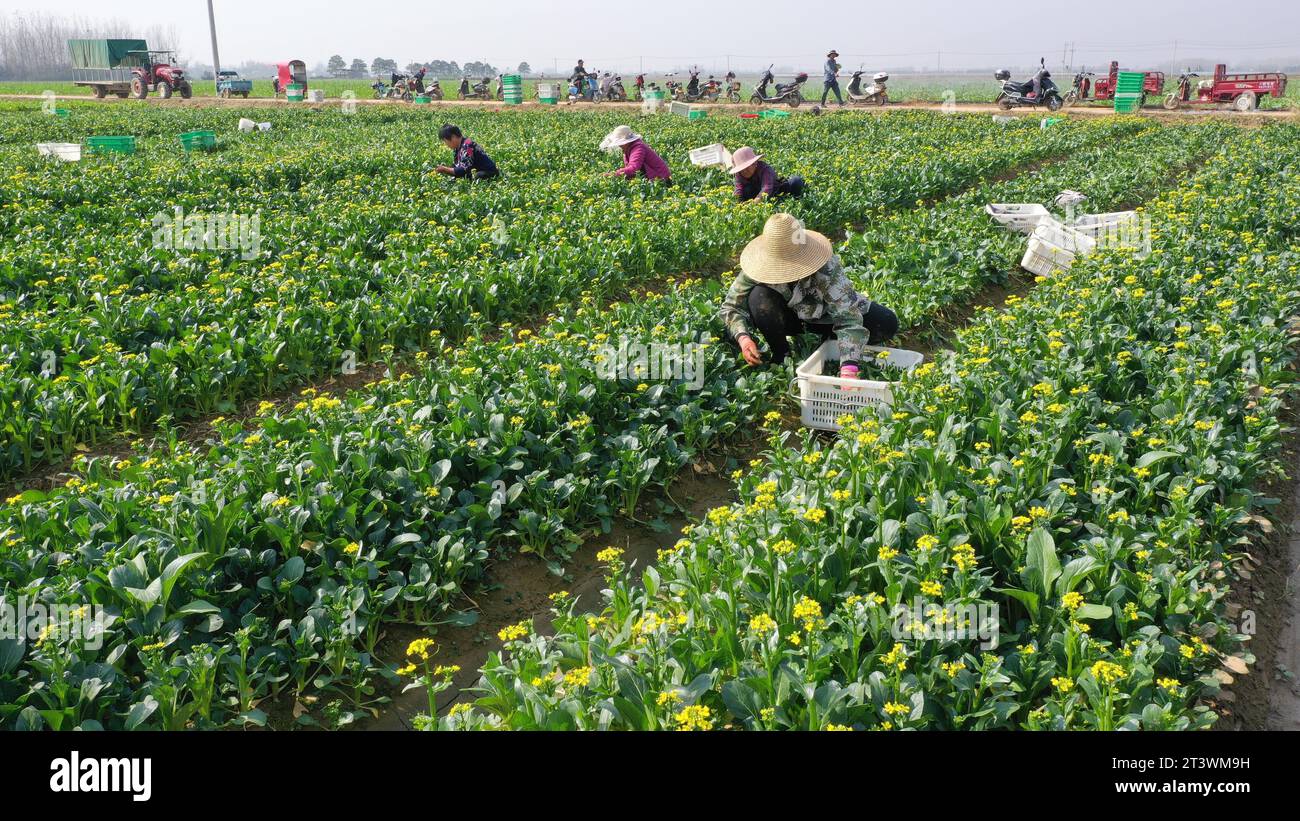 Aerial photo shows workers harvesting vegetable in Xuchang City ...