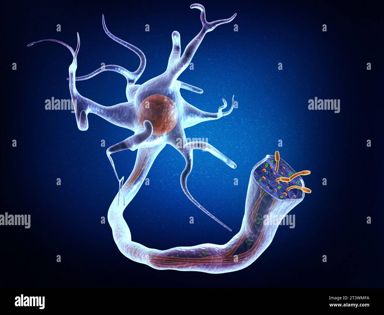Neural network in the brain. nervous system , Neurons. 3d render Stock ...