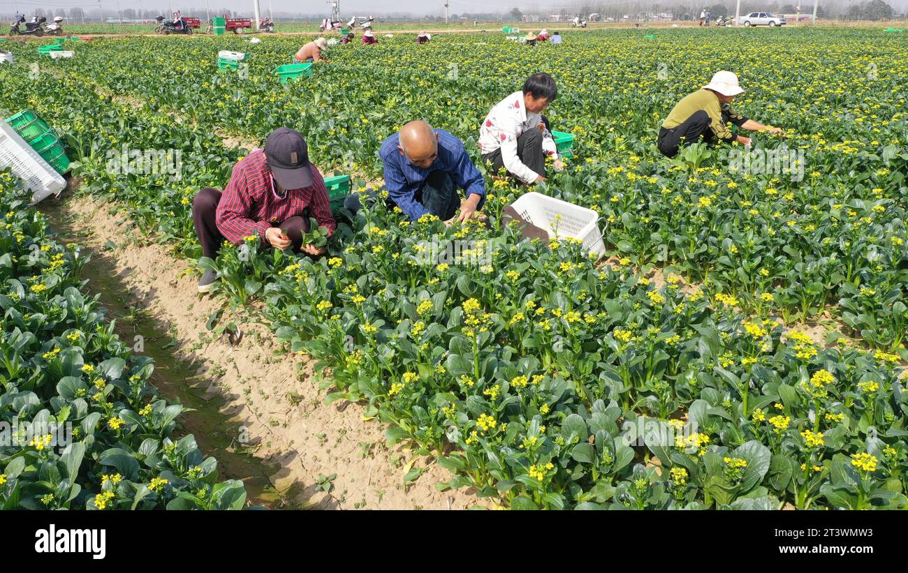 Aerial photo shows workers harvesting vegetable in Xuchang City ...