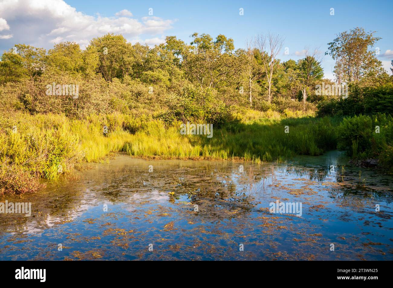 Jamestown Audubon Center and Sanctuary in New York Stock Photo - Alamy