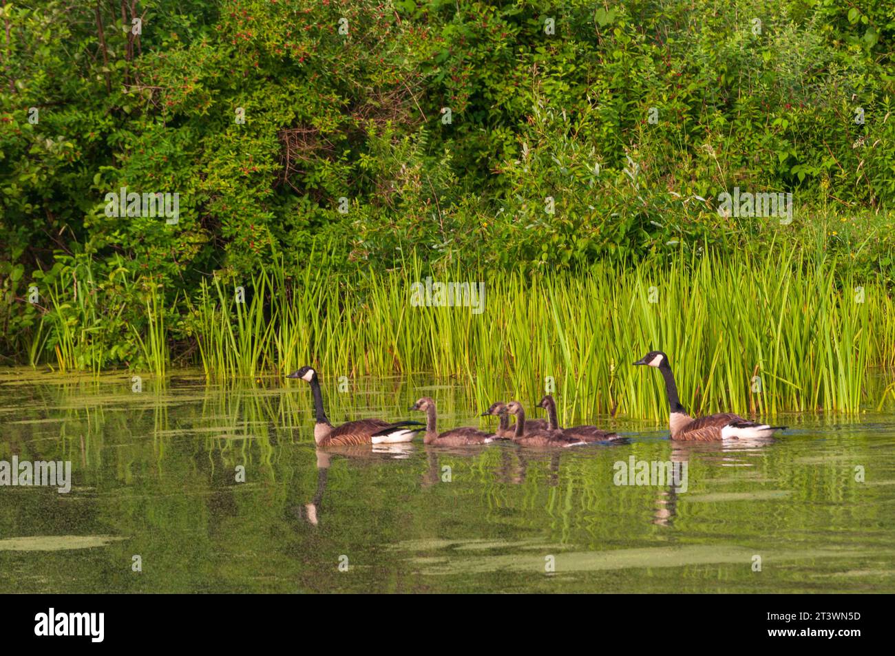 Geese at Jamestown Audubon Center and Sanctuary in New York Stock Photo ...