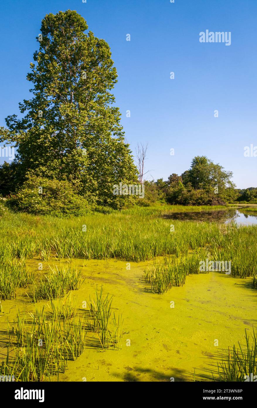 Jamestown Audubon Center and Sanctuary in New York Stock Photo - Alamy