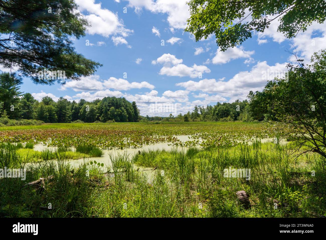 Jamestown Audubon Center and Sanctuary in New York Stock Photo - Alamy