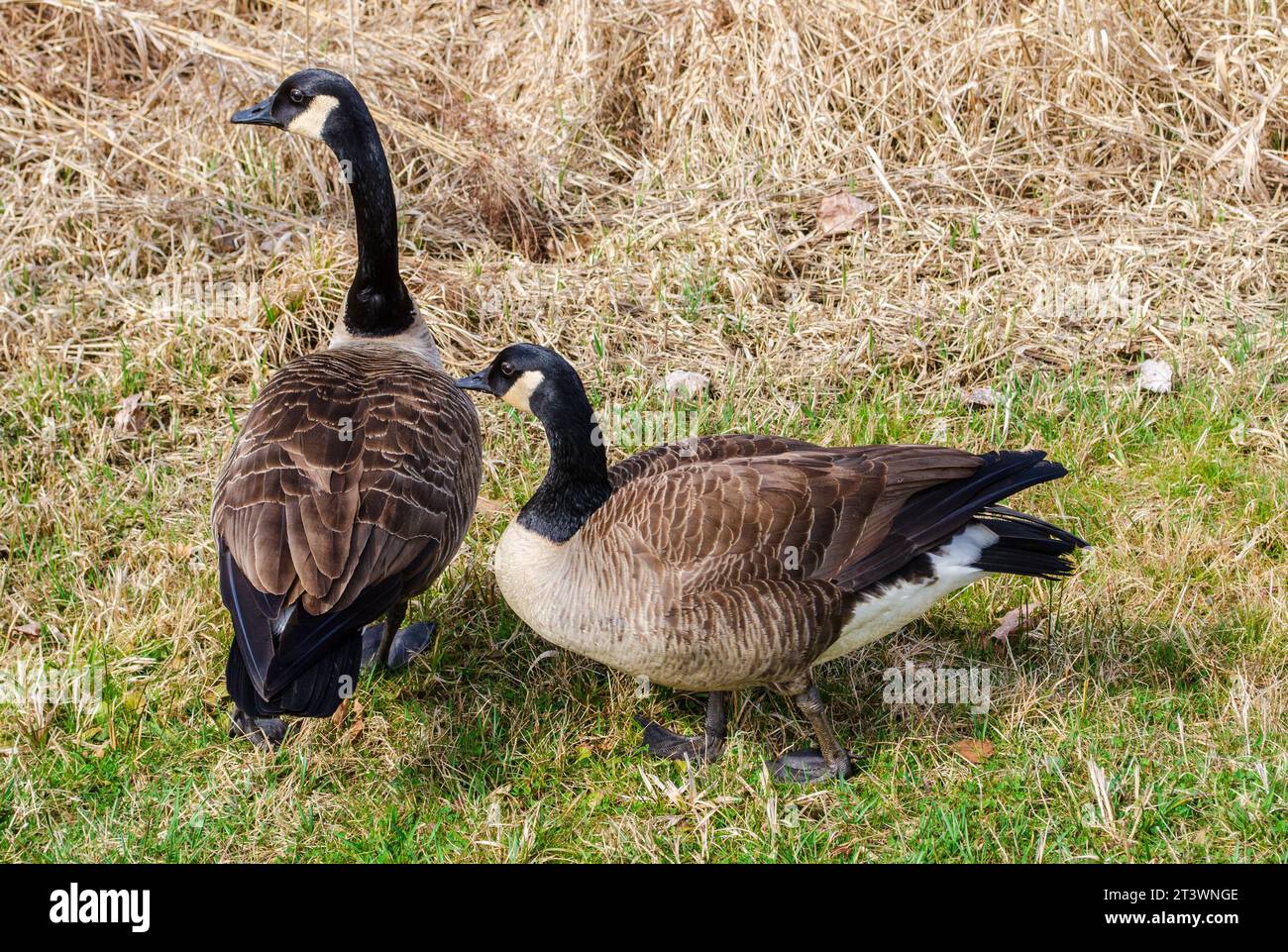 Geese at Jamestown Audubon Center and Sanctuary in New York Stock Photo ...