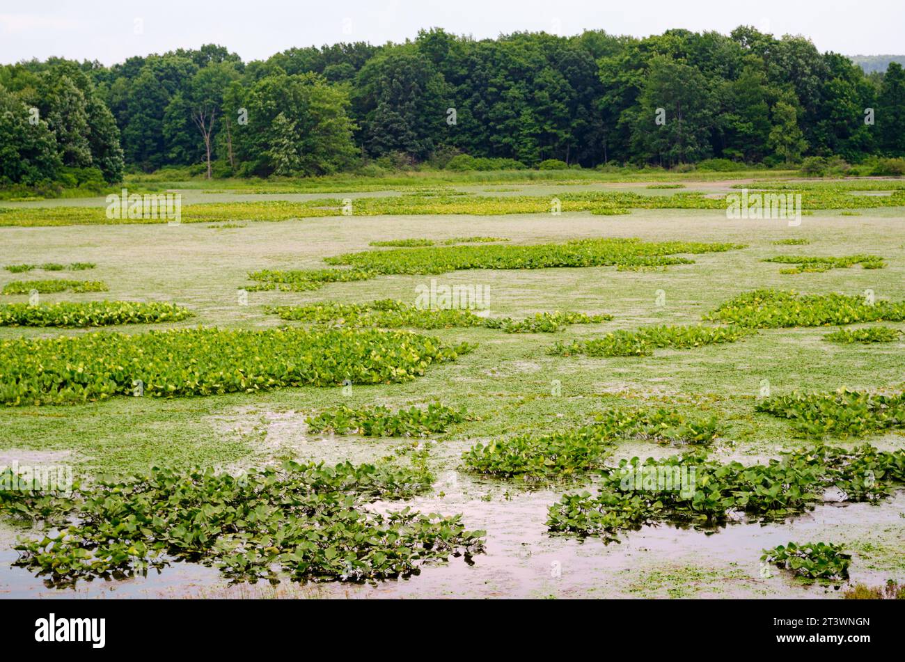 Jamestown Audubon Center and Sanctuary in New York Stock Photo - Alamy