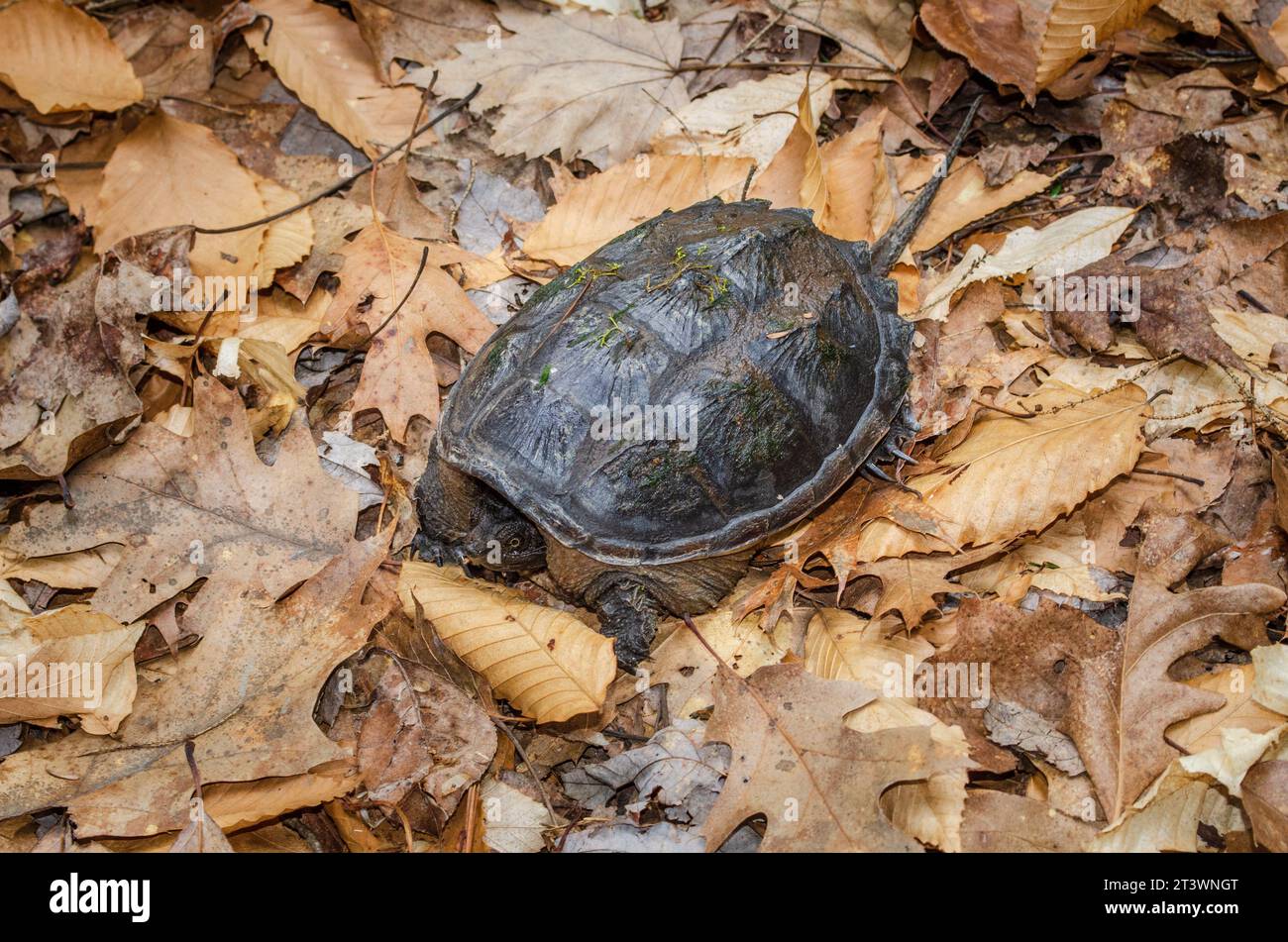 Snapping Turtle at Jamestown Audubon Center and Sanctuary in New York ...