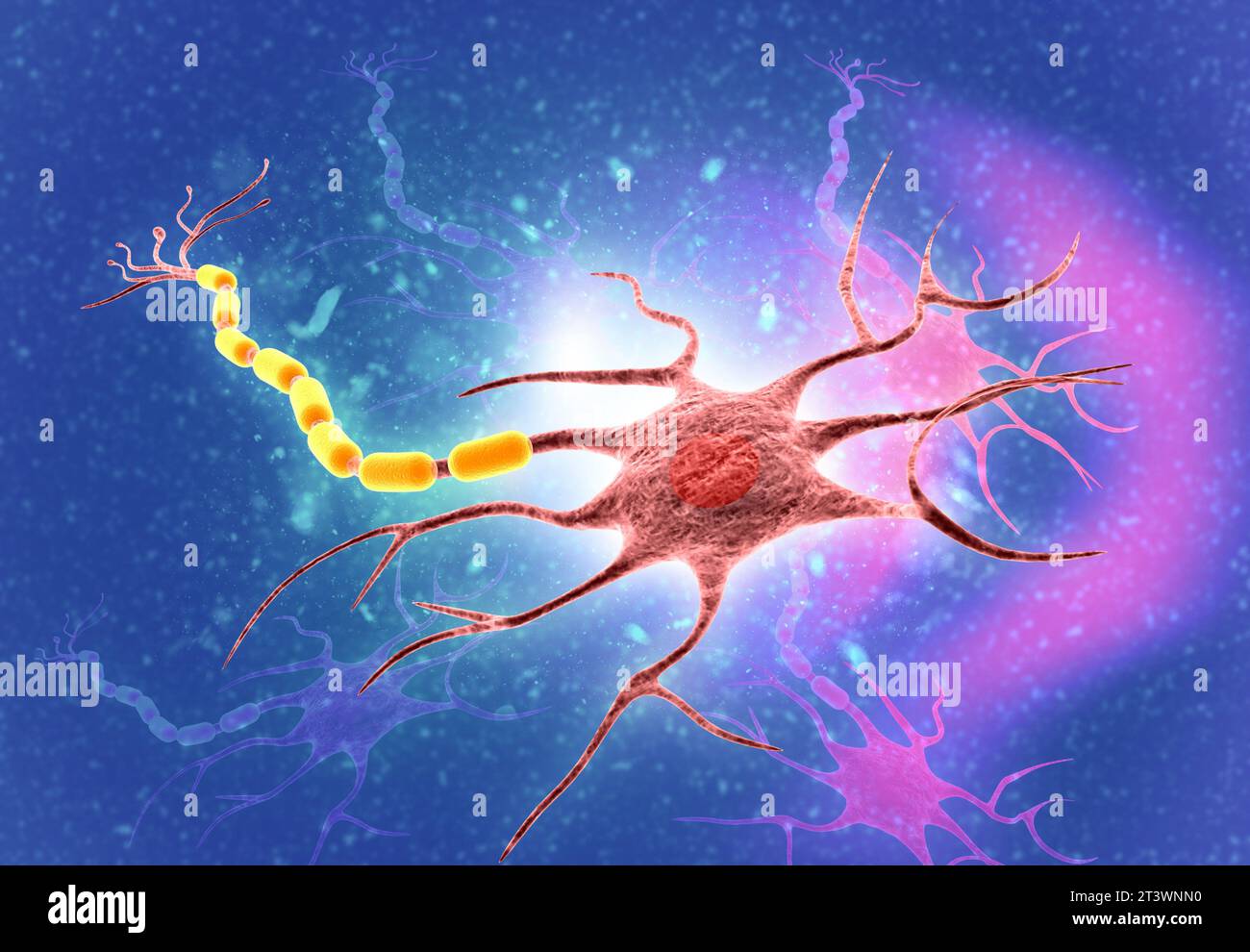 Neural network in the brain. nervous system , Neurons. 3d render Stock ...