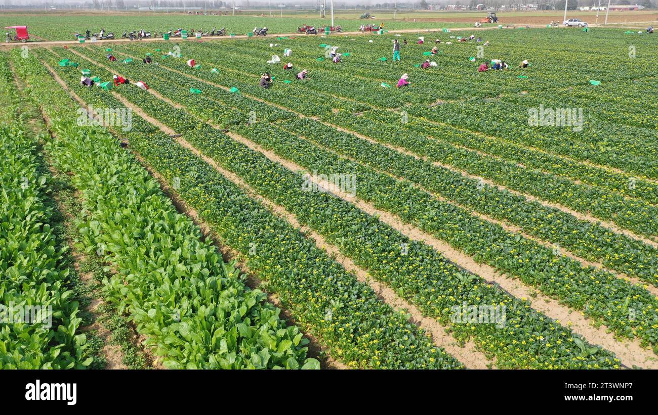 Aerial photo shows workers harvesting vegetable in Xuchang City ...