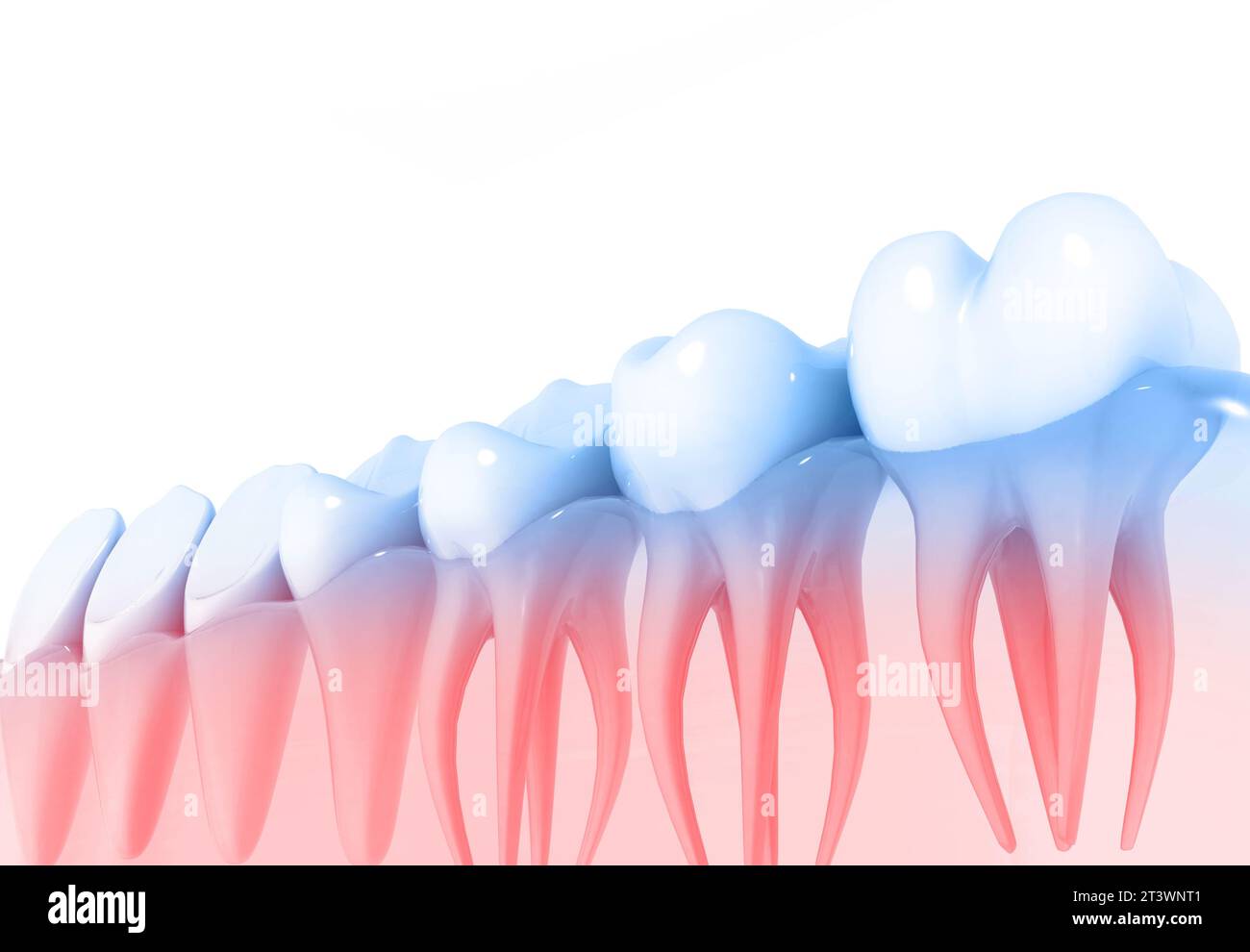 Tooth anatomy. 3d render Stock Photo - Alamy