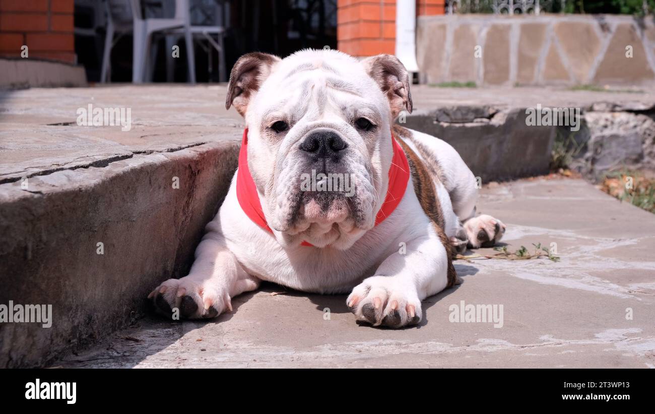 Young english bulldog with red bandage collar resting outside in front ...