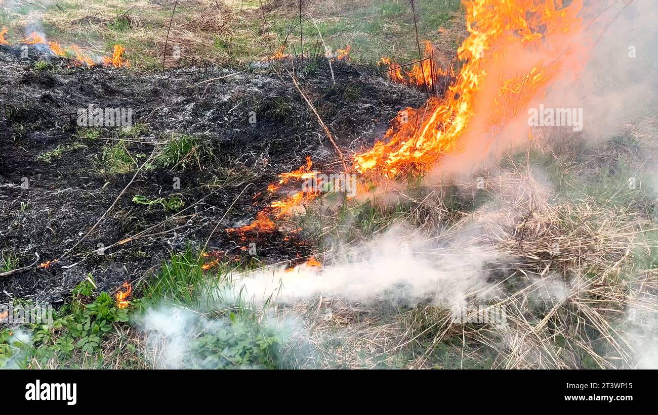 Open flame. Burning dry grass in the field. Extreme disaster and forest ...