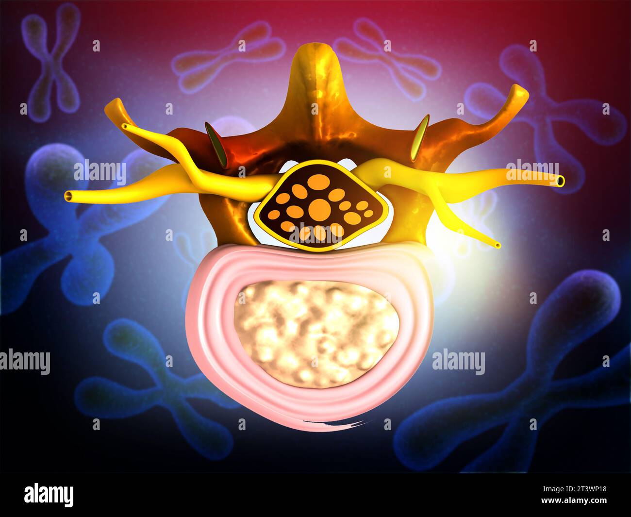 Human spine detailed anatomy. abstract scientific background. 3d ...