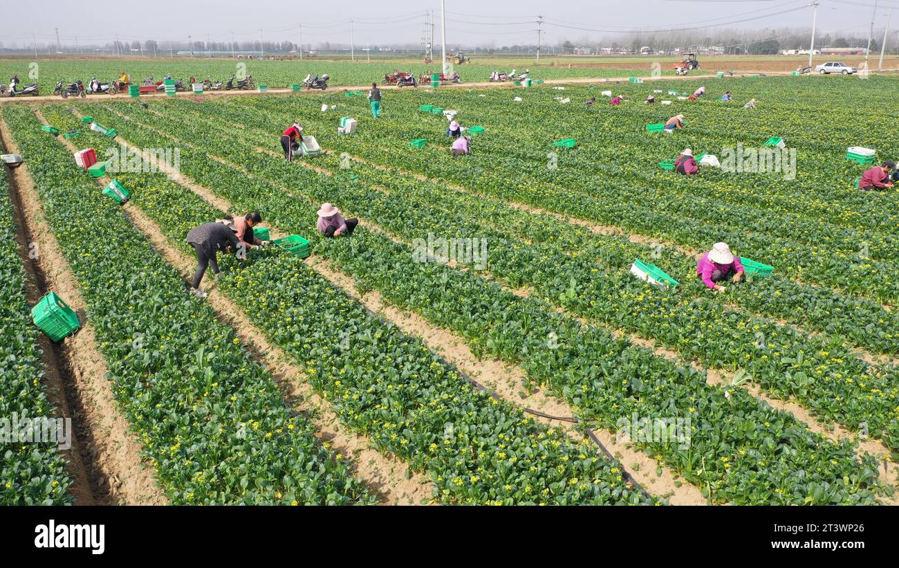 Aerial photo shows workers harvesting vegetable in Xuchang City ...