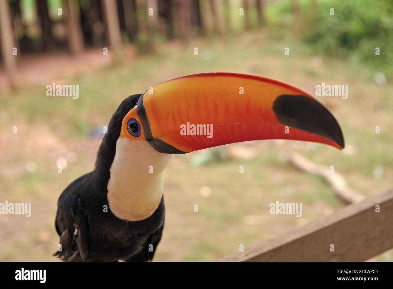 toco bird in wildlife, closeup. toco bird with orange beak. photo of ...