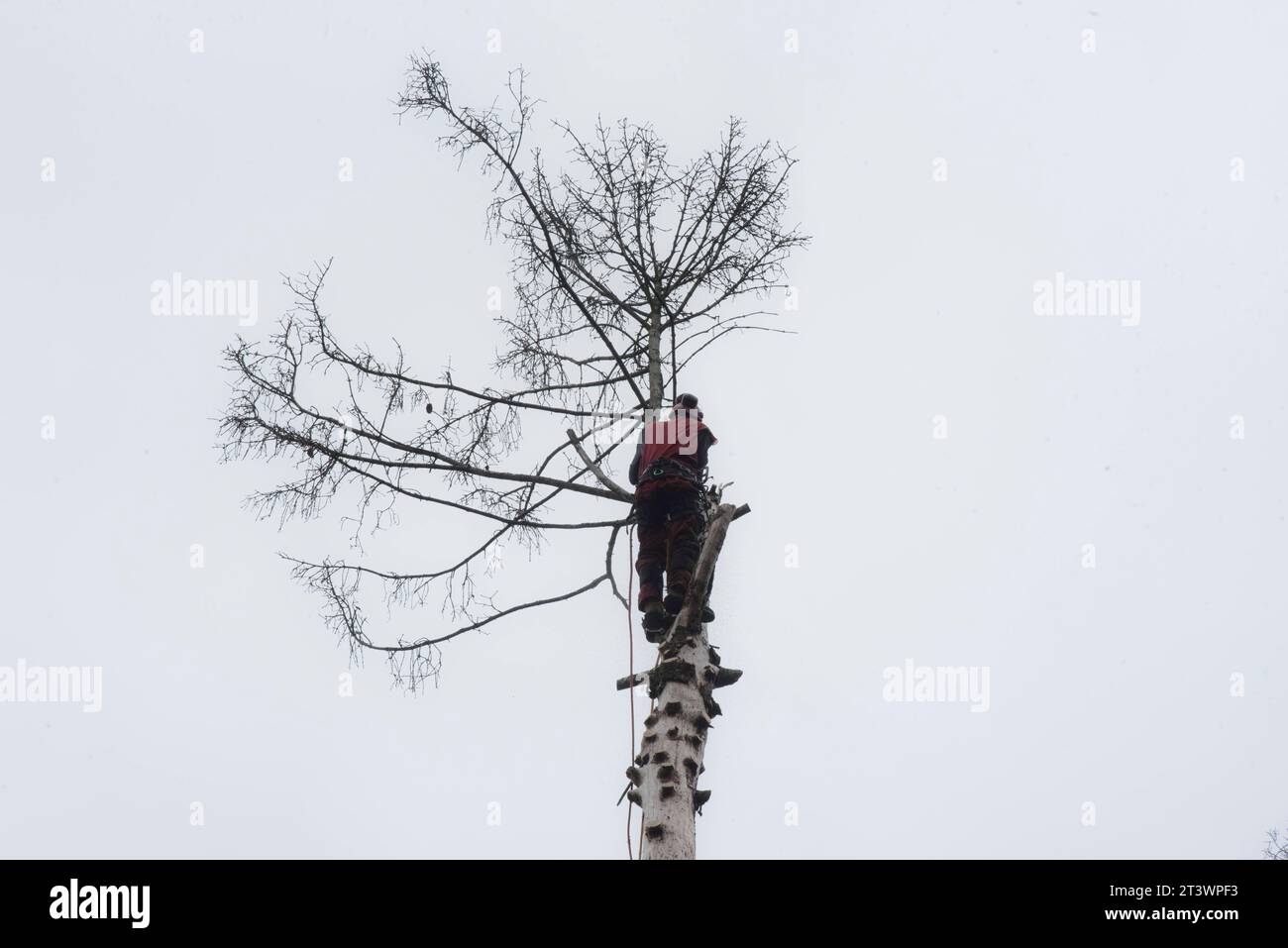 Aborist Working At Height During Tree Care And Tree Pruning Aborist ...