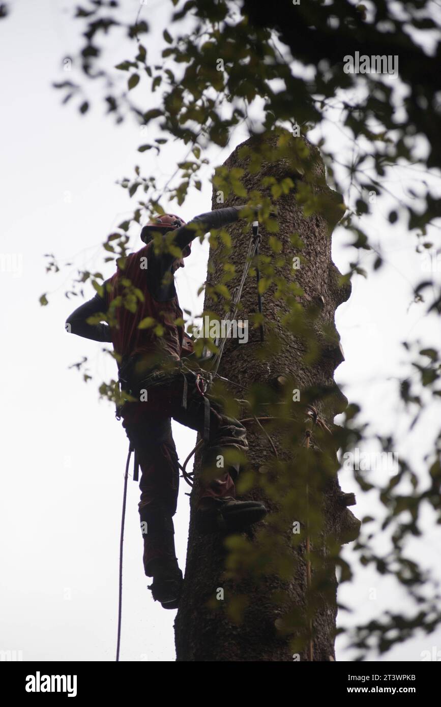 Aborist Working At Height During Tree Care And Tree Pruning Aborist ...