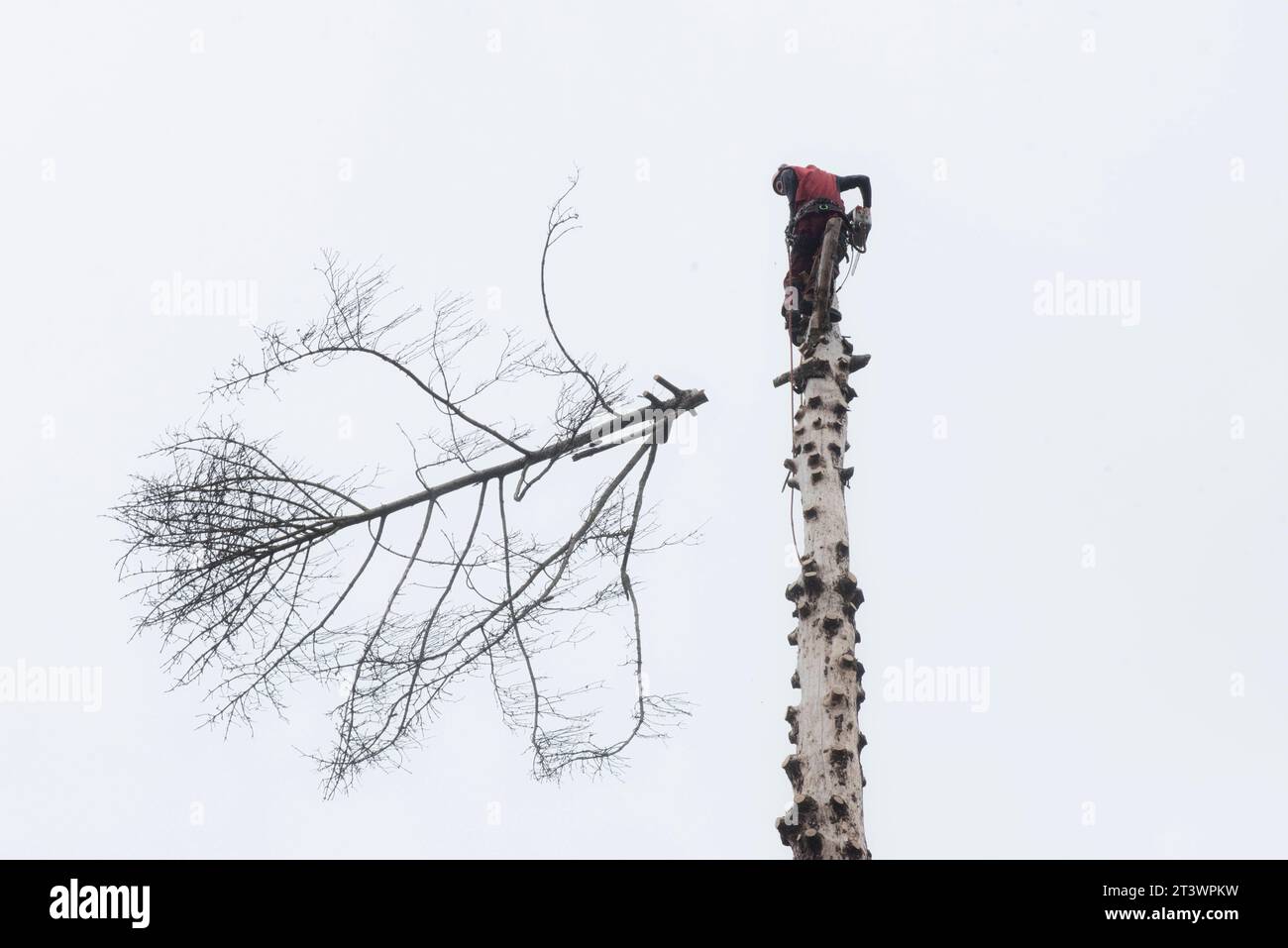 A Tree Trunk After The Felling And Cutting Of A Tree Tree Trunk After ...