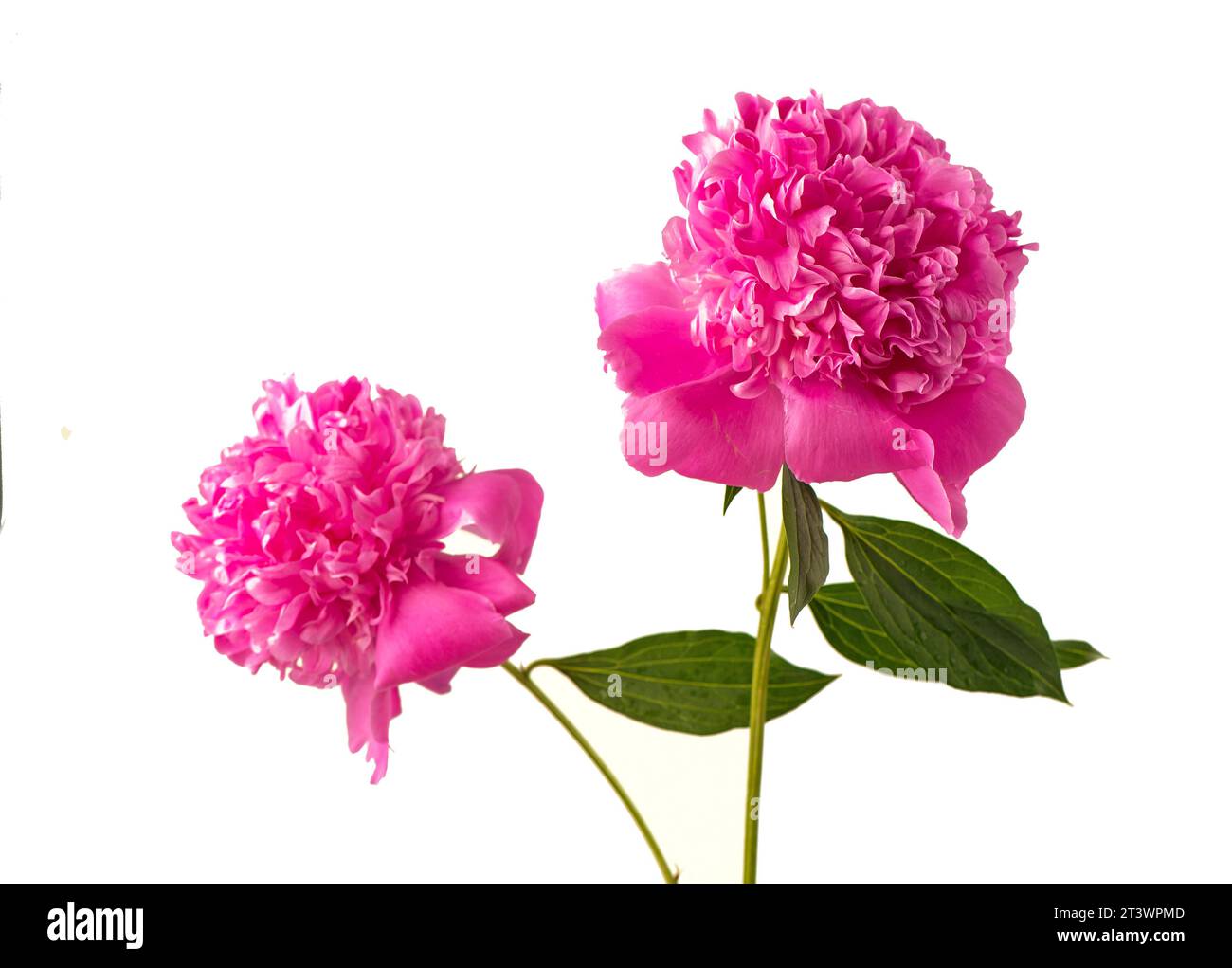 Beautiful pink peony. Blooming peony flower is open, close-up. Wedding ...
