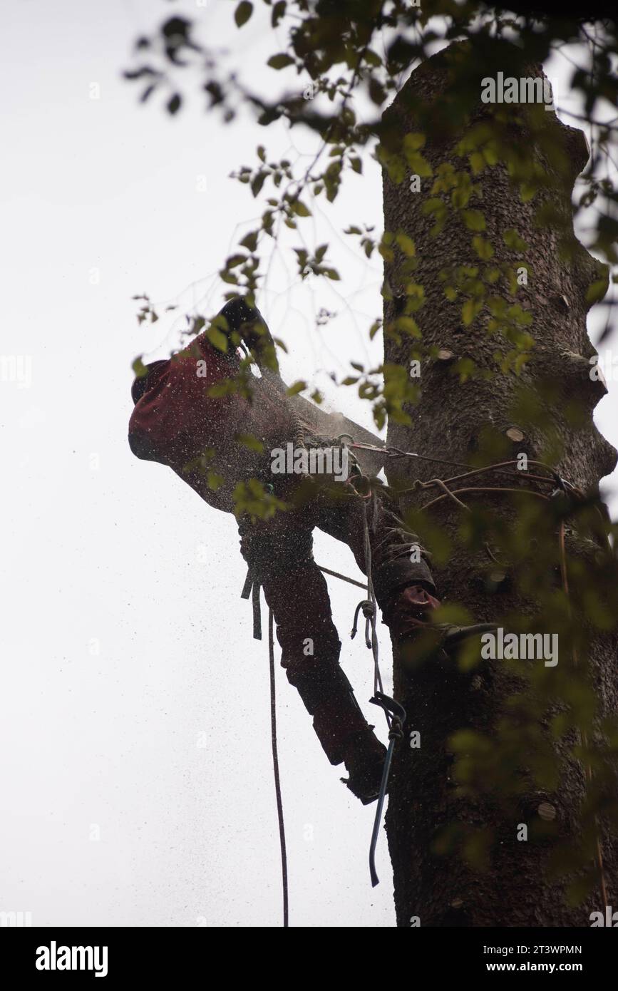 Aborist Working At Height During Tree Care And Tree Pruning Aborist ...
