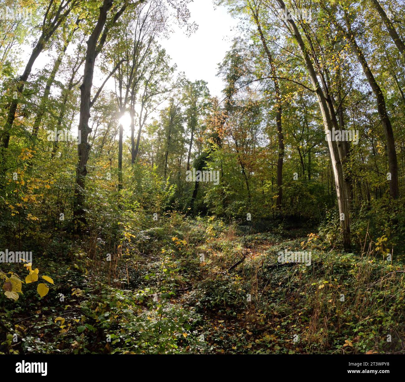 Trees in german forest Stock Photo - Alamy