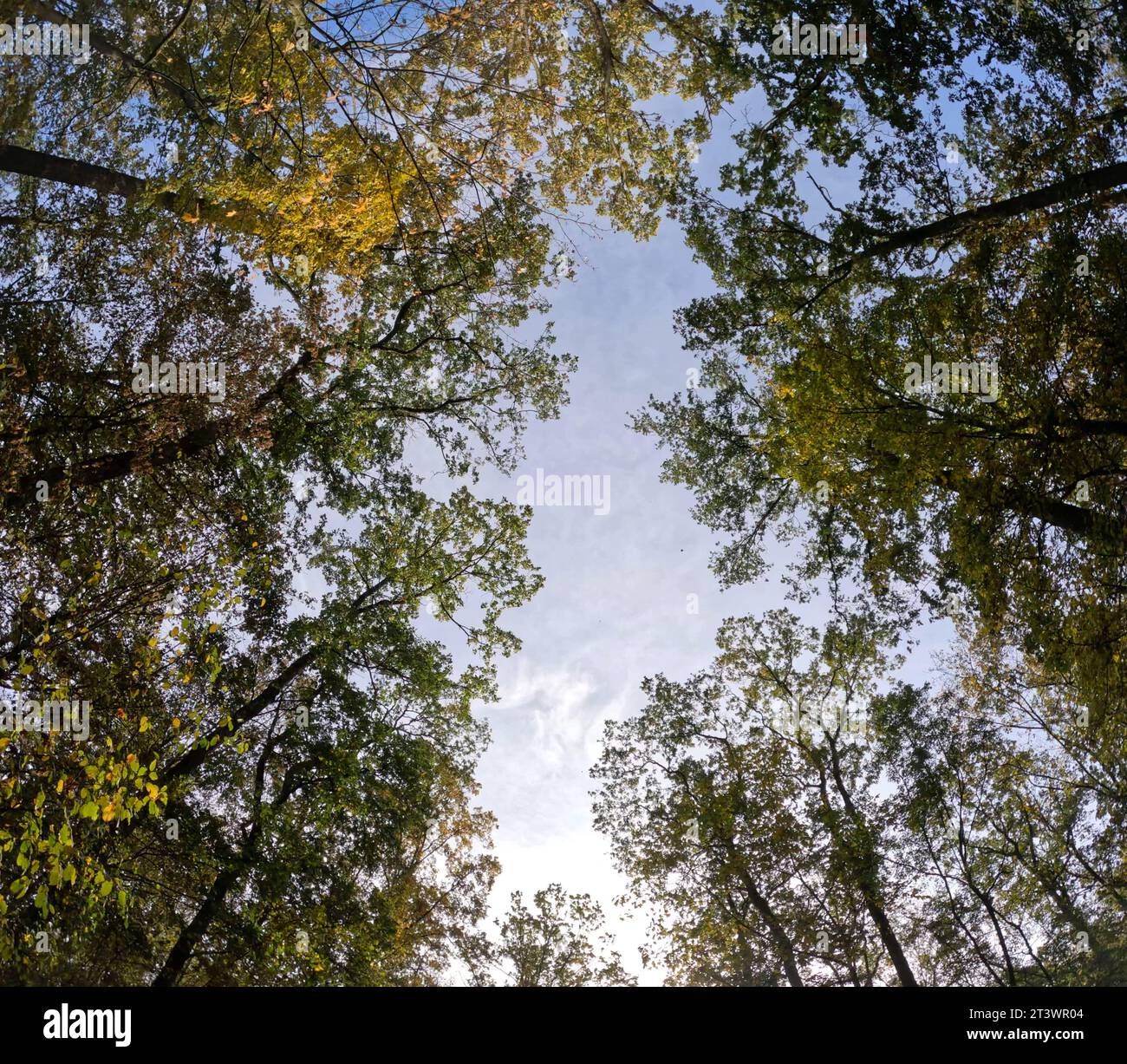 Trees in german forest Stock Photo - Alamy
