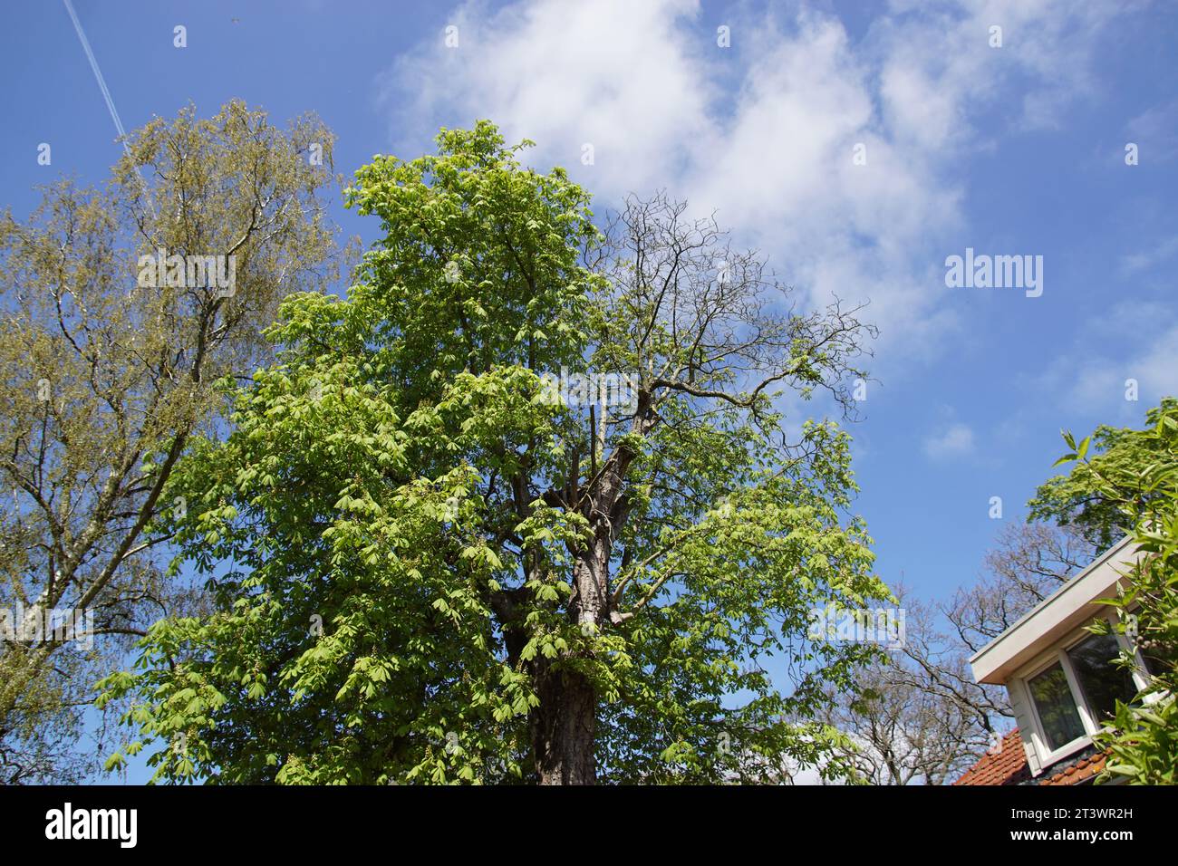 Closeup sick horse-chestnut or conker tree (Aesculus hippocastanum ...