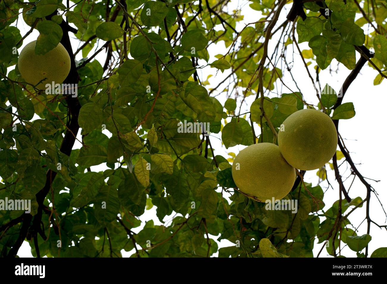 Pomelo tree Green fruit on a branch close-up. Or green grapefruit ...