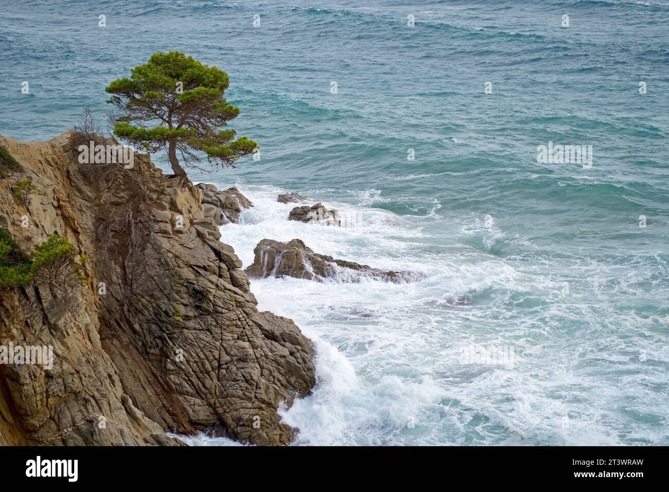 Sea and pine growing on the rocks. Beautiful sea waves. Lloret de Mar ...