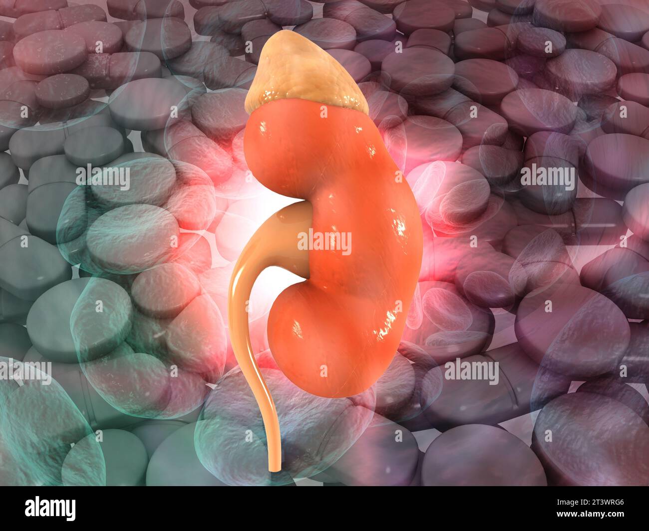 Human kidney anatomy on abstract background. 3d illustration Stock ...