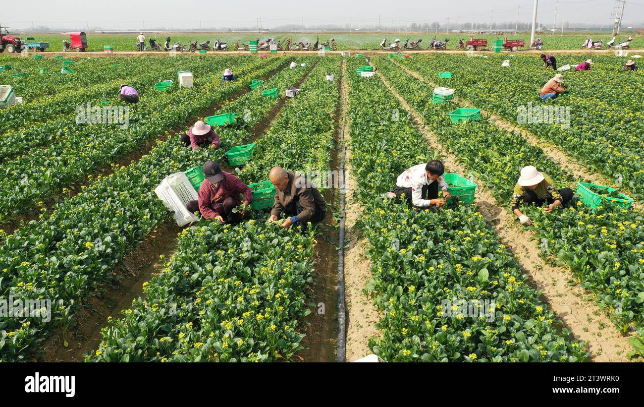 Aerial photo shows workers harvesting vegetable in Xuchang City ...