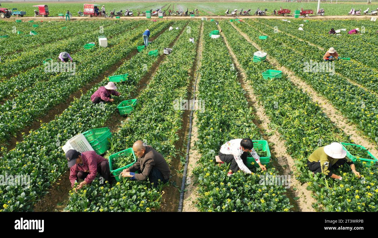 Aerial photo shows workers harvesting vegetable in Xuchang City ...