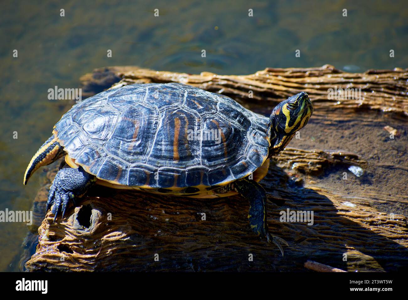 water turtle on the lake Stock Photo - Alamy