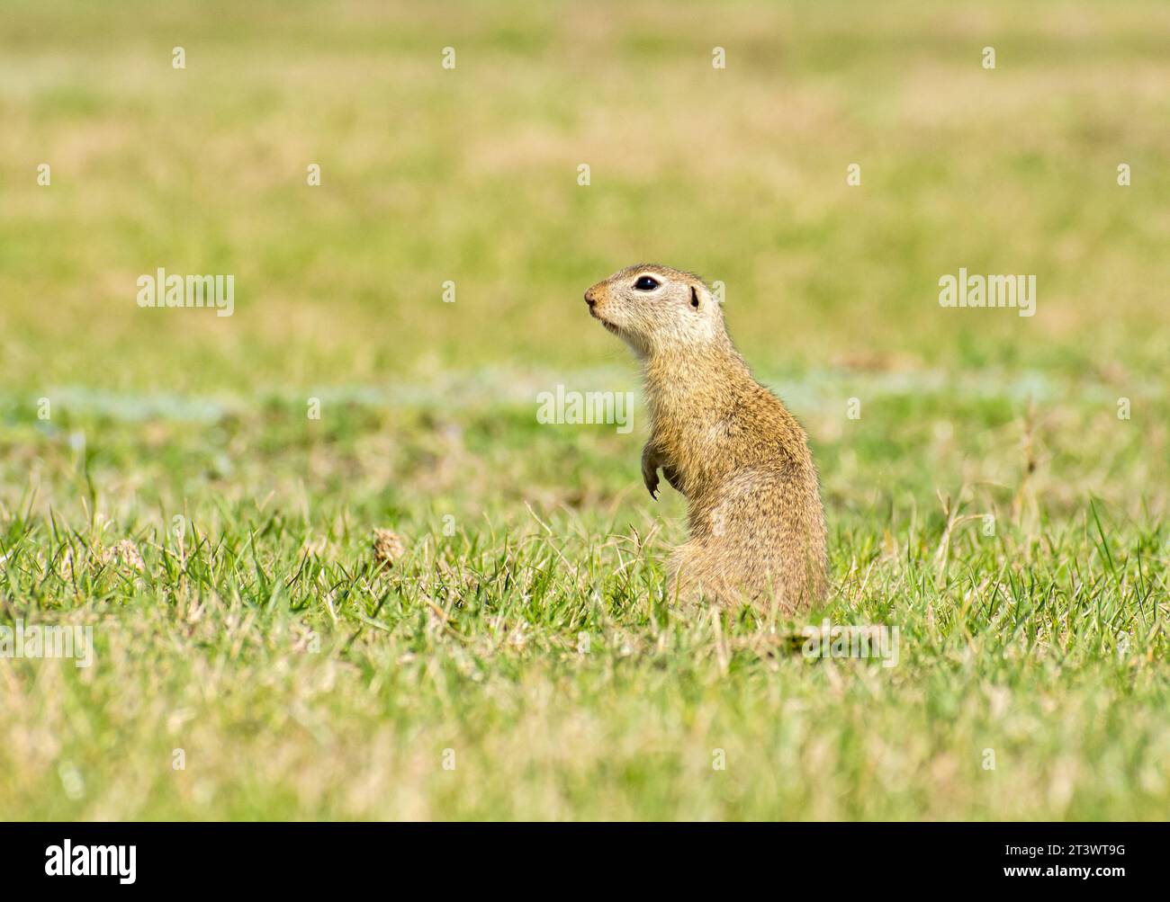 Spermophilus citellus in the spring in the field 1 Stock Photo - Alamy