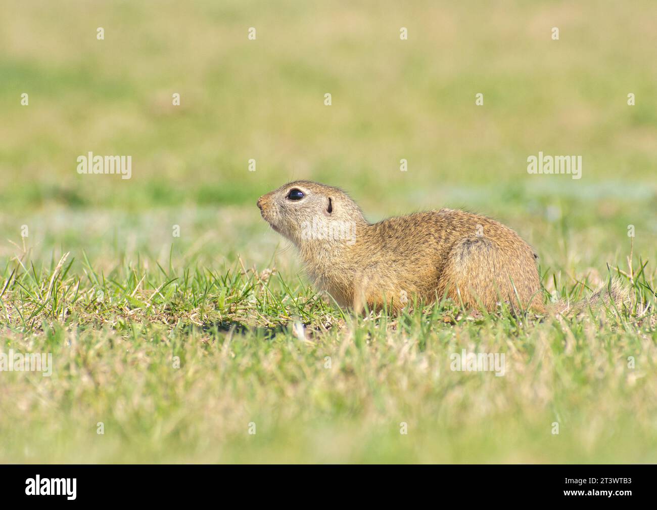 Spermophilus citellus in the spring in the field 4 Stock Photo - Alamy