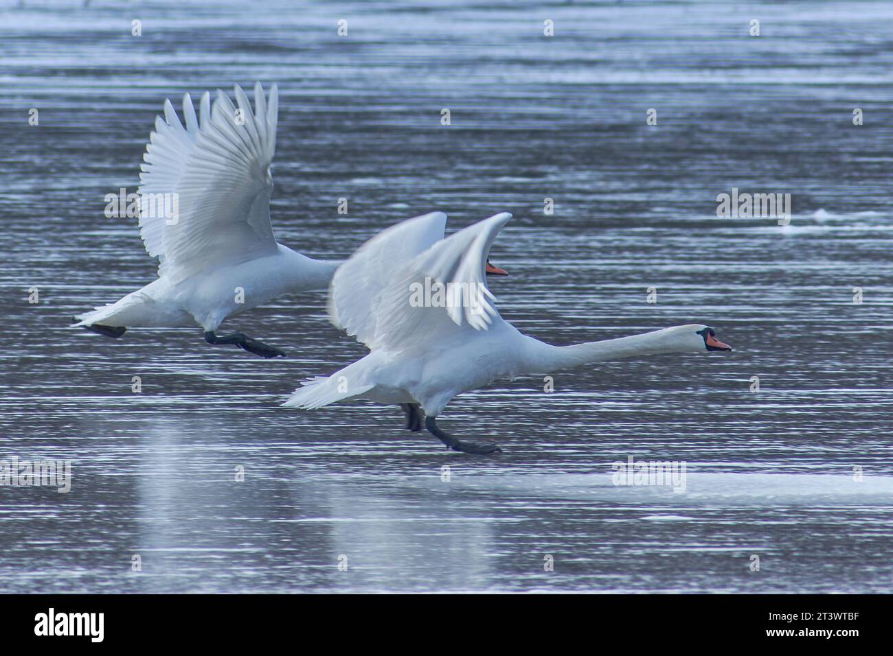 swans flying from the lake in winter 2 Stock Photo - Alamy