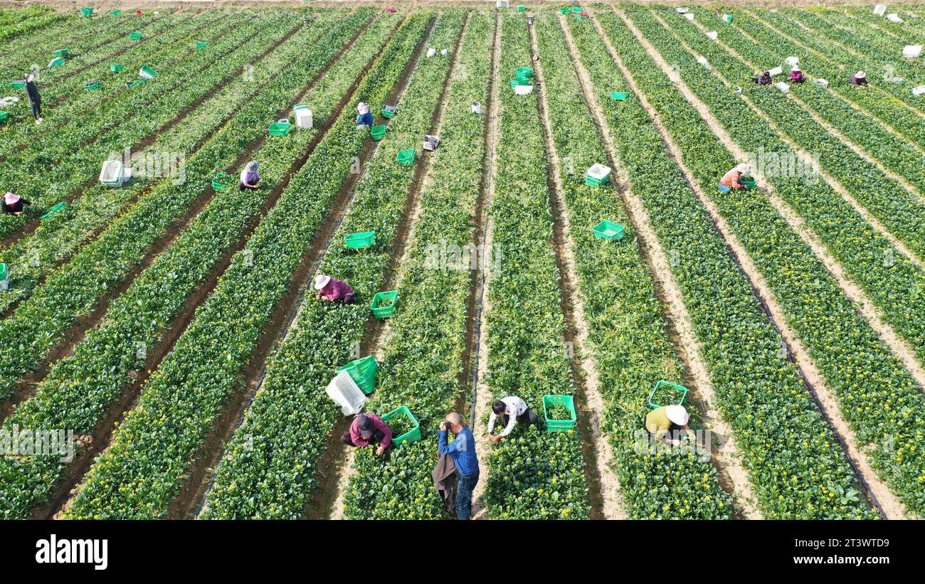 Aerial photo shows workers harvesting vegetable in Xuchang City ...