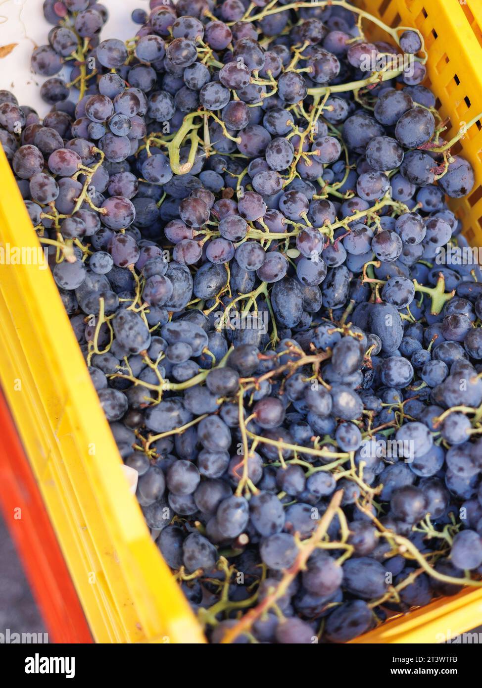 Yellow Plastic Box containing Freshly Harvested Purple Grapes Stock ...
