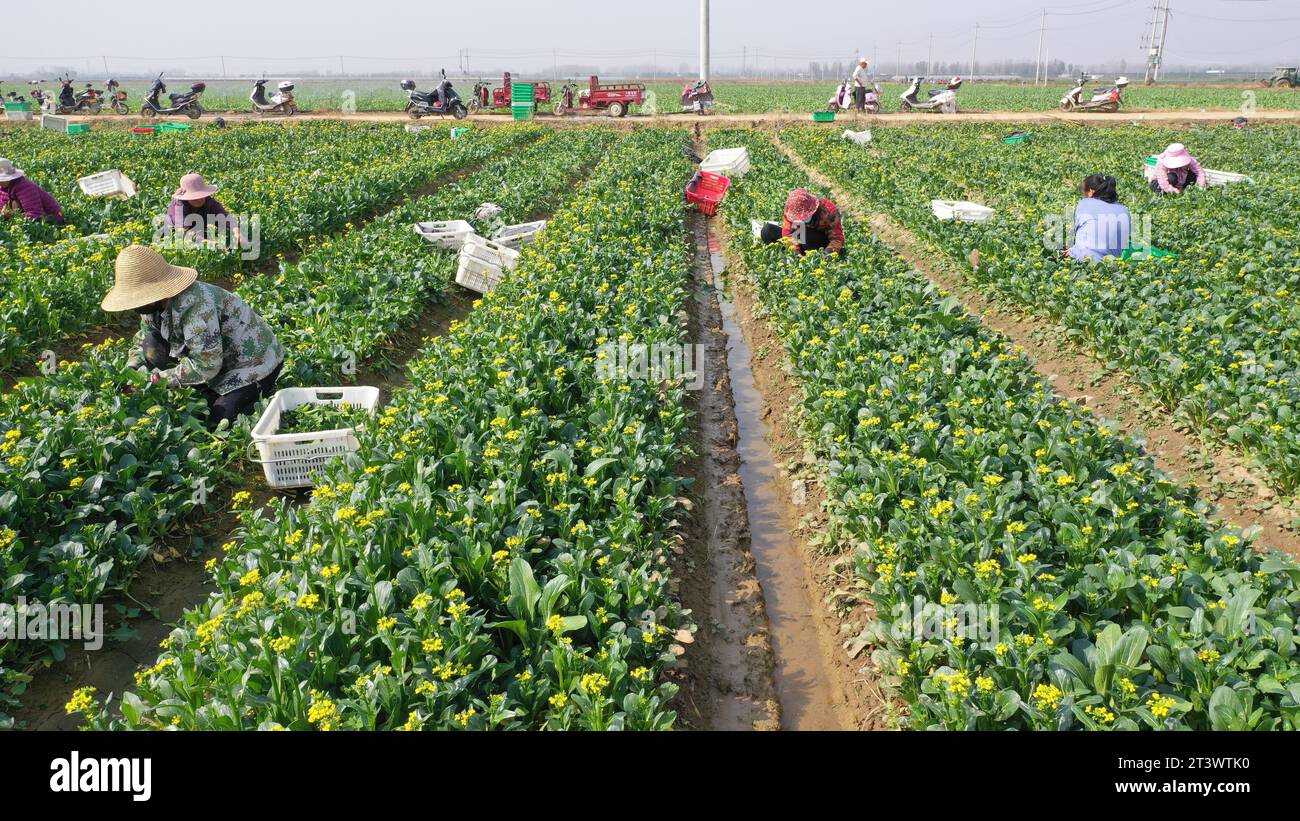 Aerial photo shows workers harvesting vegetable in Xuchang City ...
