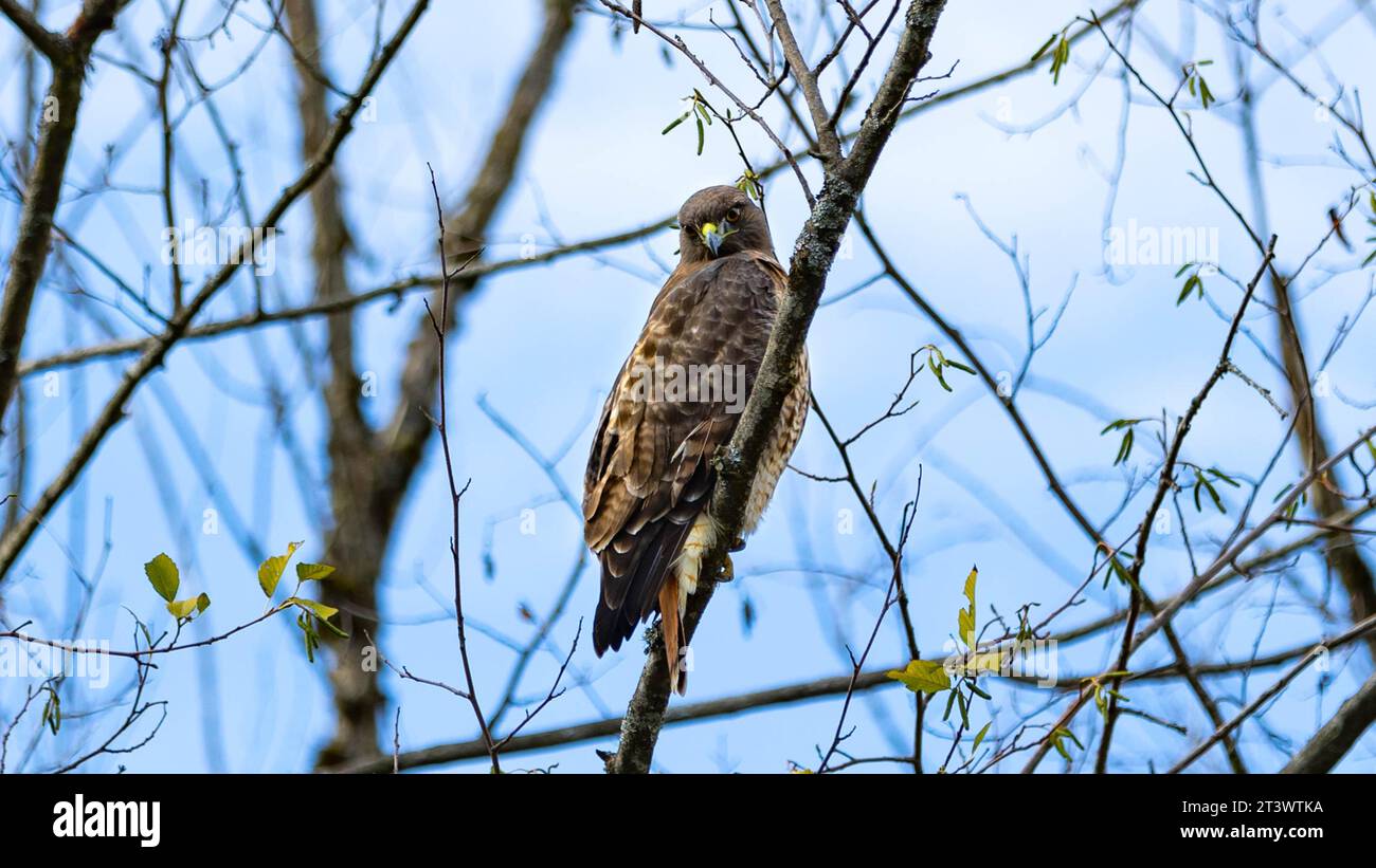 An adult hawk perched on a tree branch against a clear blue sky Stock ...